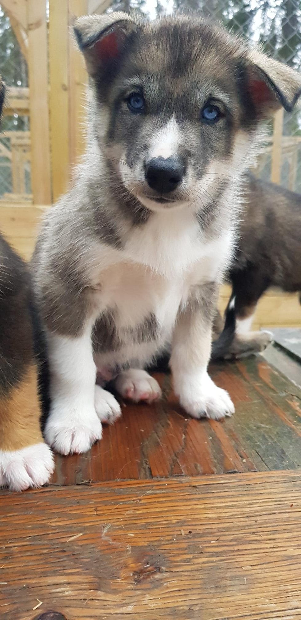 Husky Voice – Authentic dog sledding tours in Kiruna in Lapland