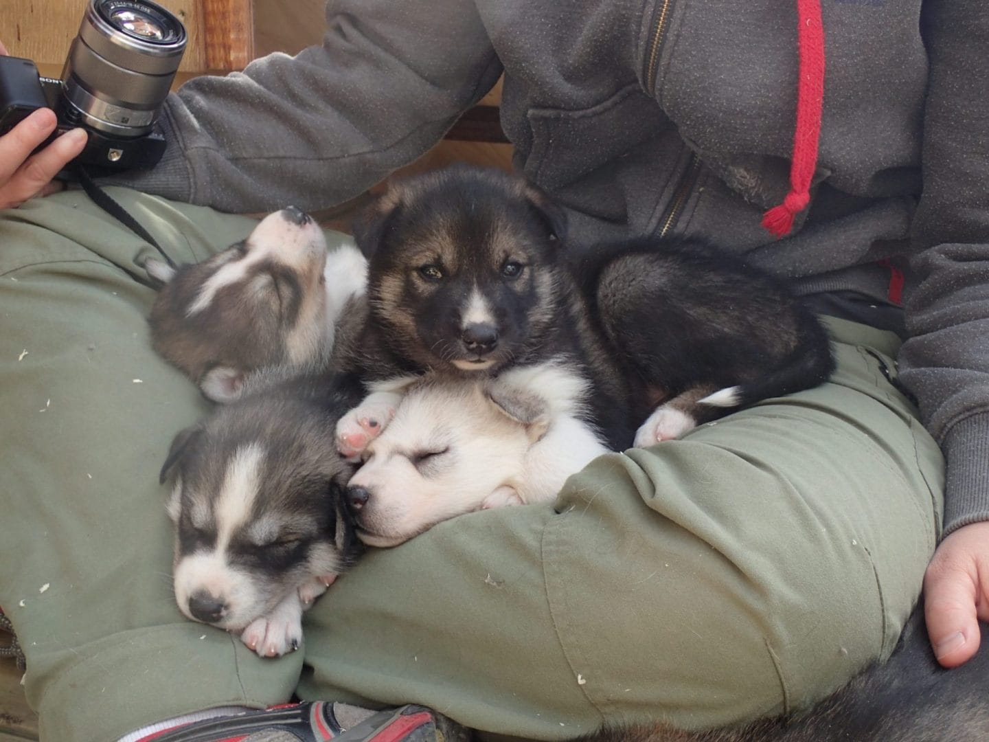 Husky Voice – Authentic dog sledding tours in Kiruna in Lapland